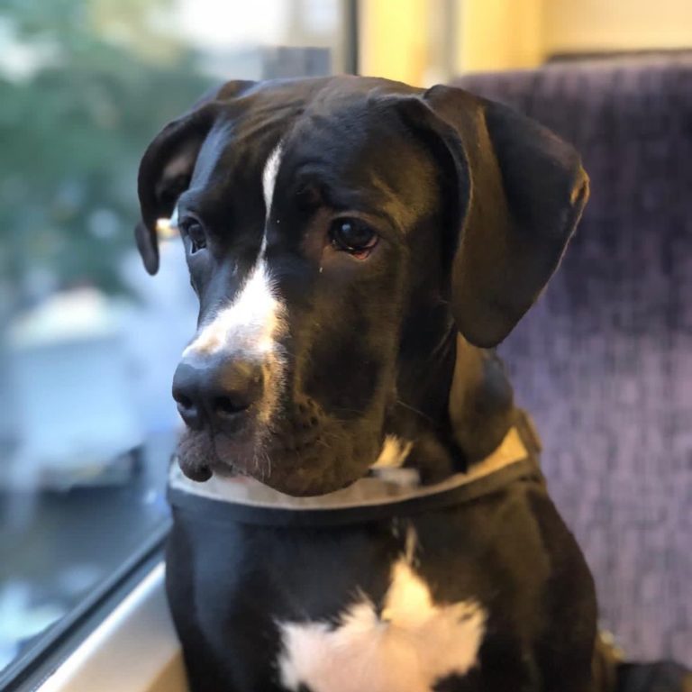 Cane Corso Bullmastiff Mix: A Big Dog With A Heart Of Gold