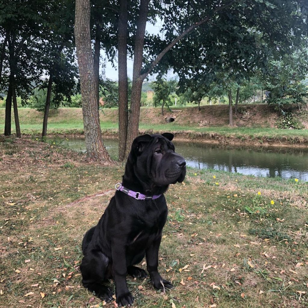 18+ Chinese Shar-Pei Colors: The Decision Will Be A Hard One