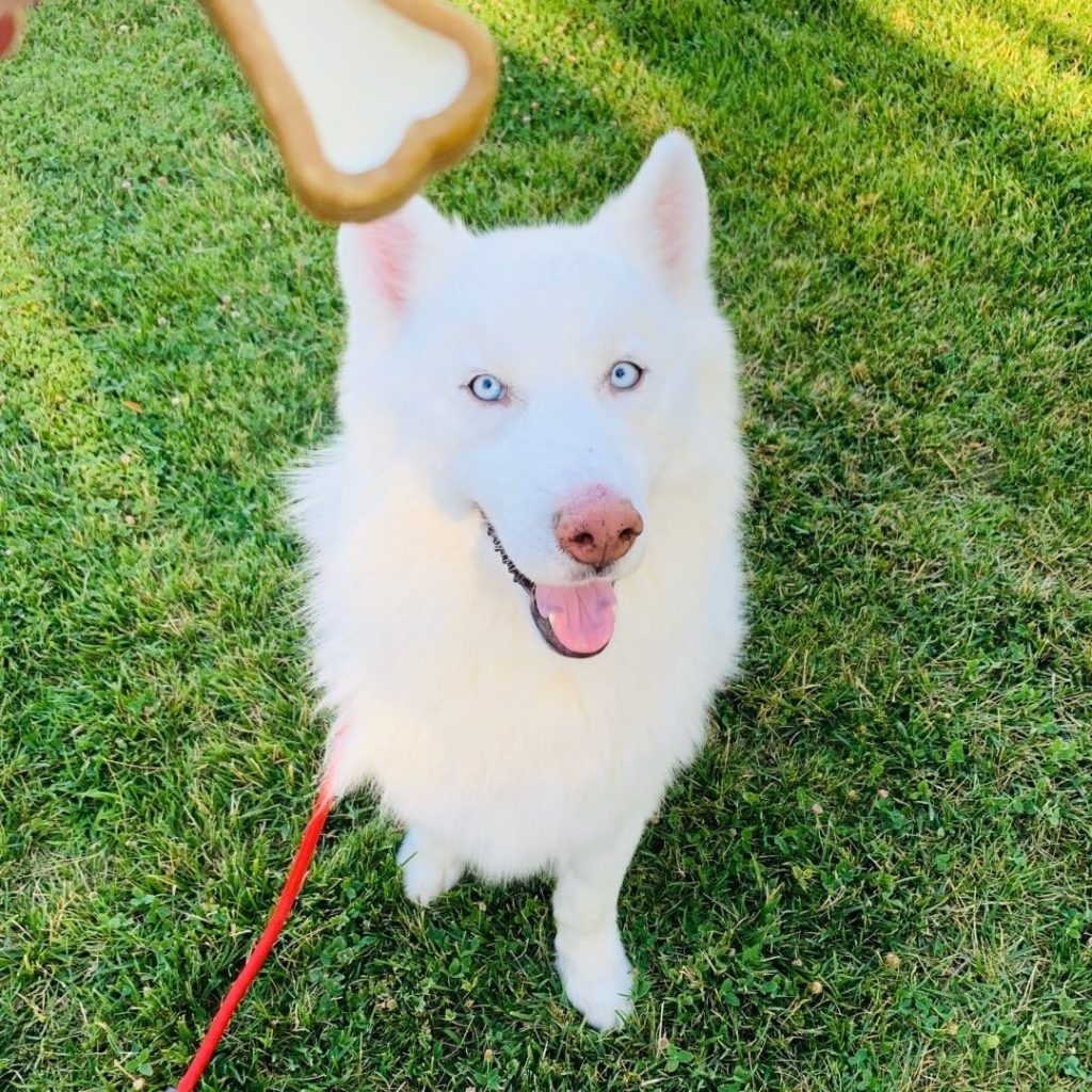 4 Samoyed Colors & All About That Cloud-Like Coat