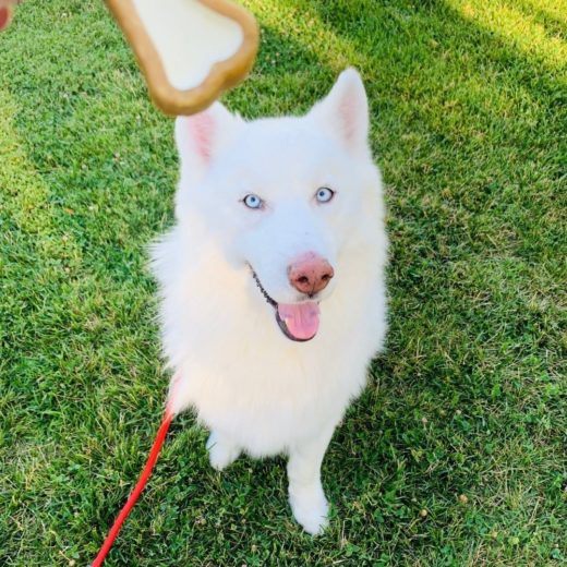 4 Samoyed Colors & All About That Cloud-Like Coat
