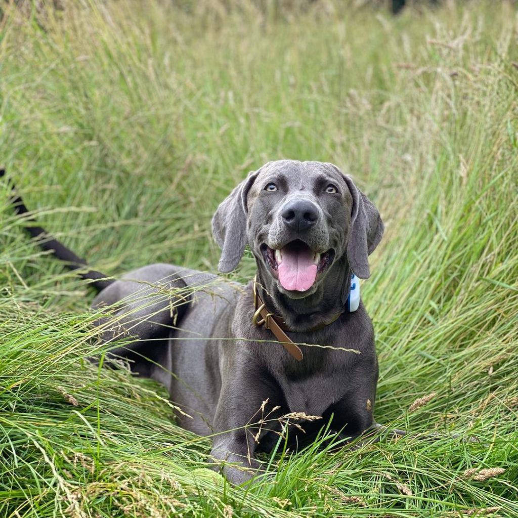 5 Weimaraner Colors: Introducing You To The Gray Ghost