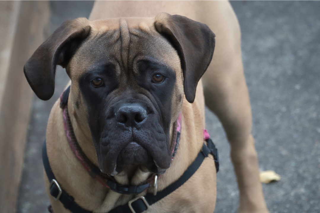 Bullmastiff Colors: A Handy Guide To Bullmastiff Coat Colors