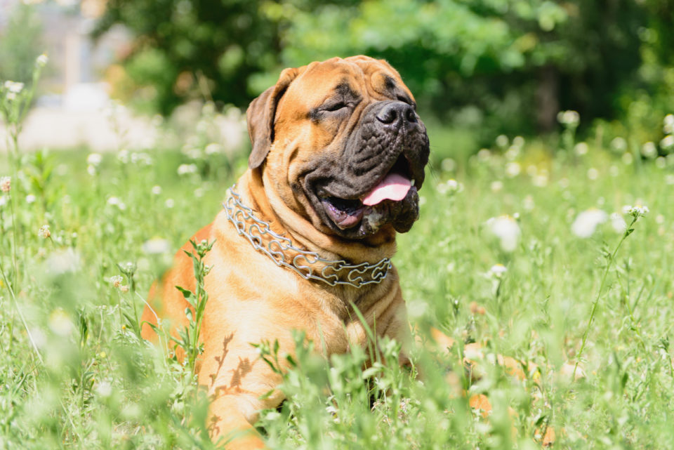 Bullmastiff Price: The Initial Puppy Cost And All Other Expenses