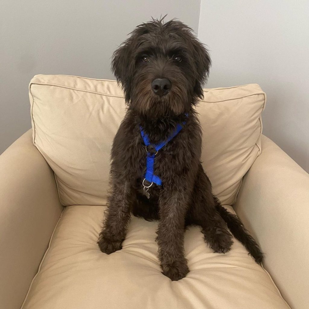 Cane Corso Poodle Mix – Are They Hypoallergenic? (What To Expect)