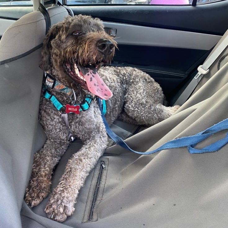 Cane Corso Poodle Mix – Are They Hypoallergenic? (What To Expect)