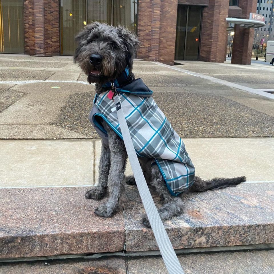Cane Corso Poodle Mix – Are They Hypoallergenic? (What To Expect)