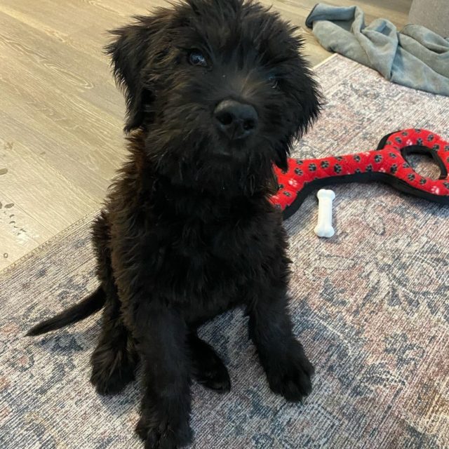 Cane Corso Poodle Mix – Are They Hypoallergenic? (What To Expect)