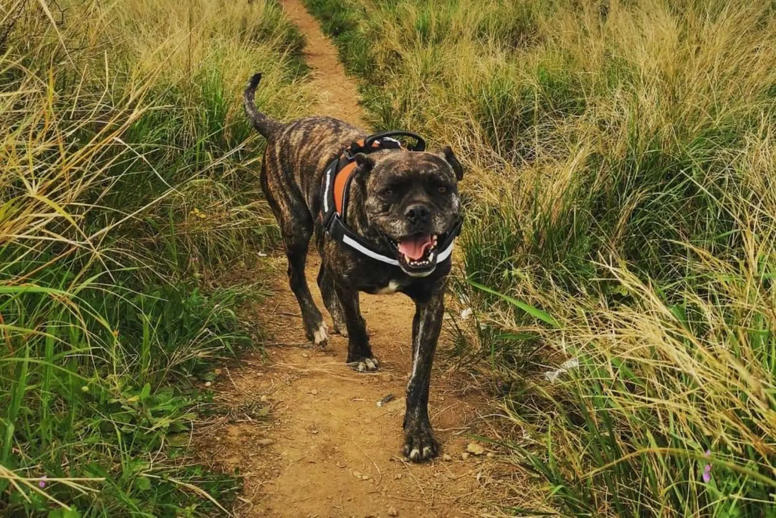Cane Corso Boxer Mix - Is This Crossbreed Dangerous?