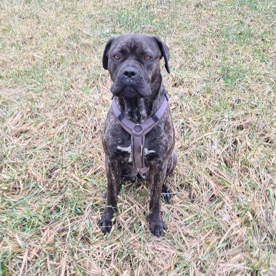 Cane Corso Boxer Mix - Is This Crossbreed Dangerous?