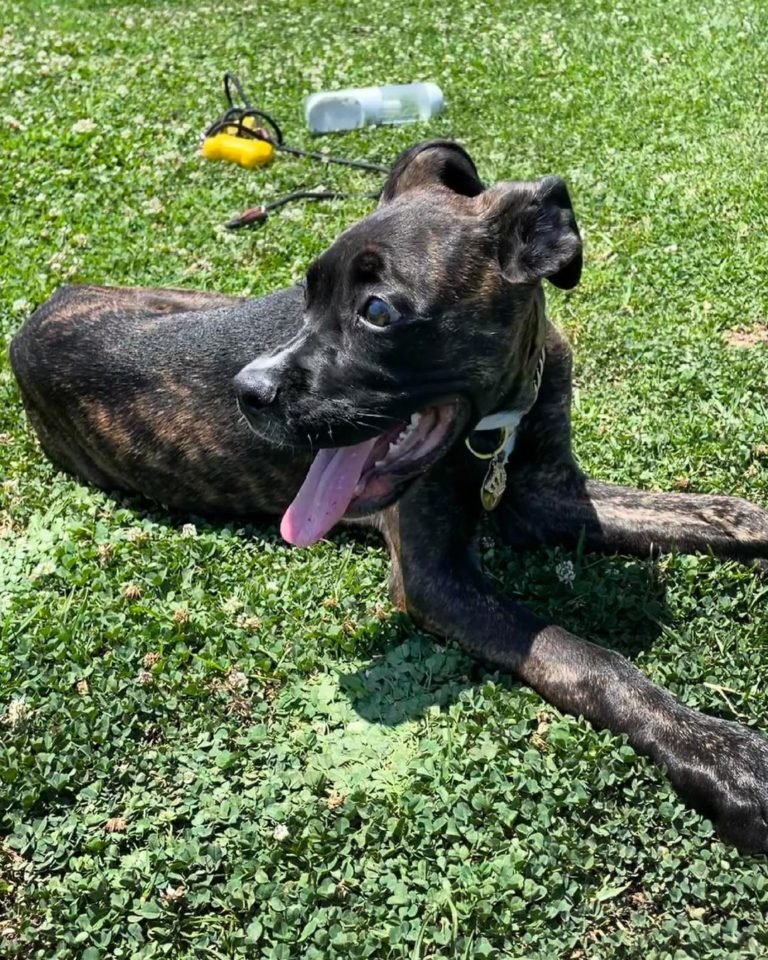 Cane Corso Boxer Mix - Is This Crossbreed Dangerous?