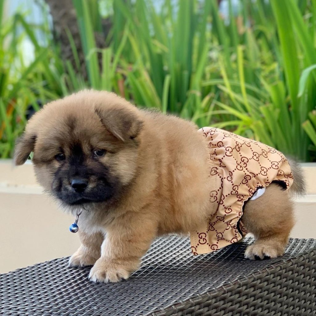 Chow Chow Pomeranian Mix: Your Guide To A Cute Hybrid dog