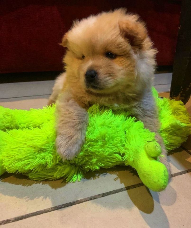 Chow Chow Pomeranian Mix: Your Guide To A Cute Hybrid dog