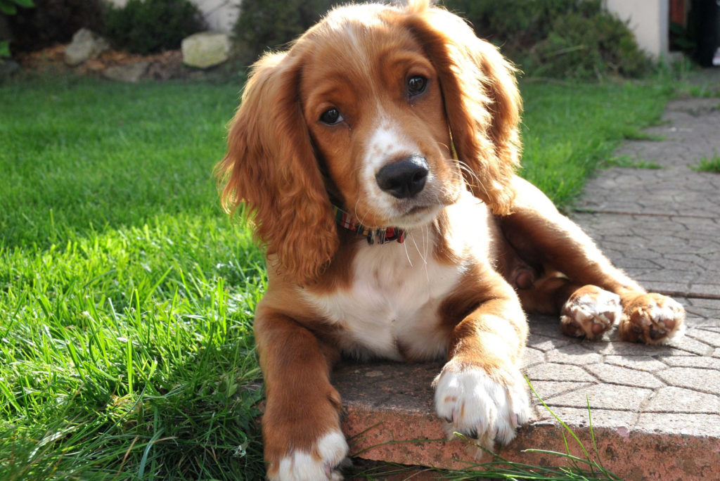 Cocker Spaniel Cost - Are Cocker Spaniels Expensive