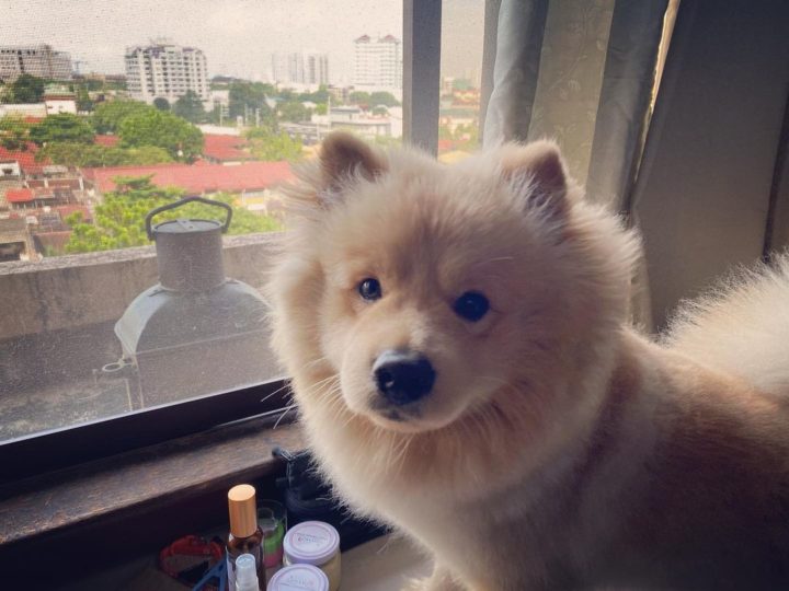 Chow Chow Pomeranian Mix: Your Guide To A Cute Hybrid dog