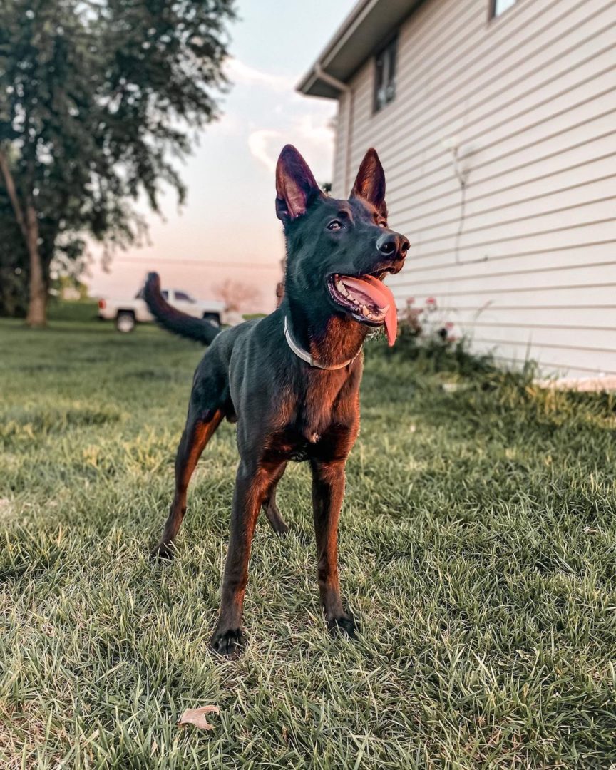 Belgian Malinois Mixes - 16 Crossbreeds To Check Out