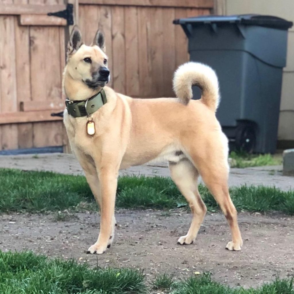 Shiba Inu German Shepherd Mix: Everything You Need To Know
