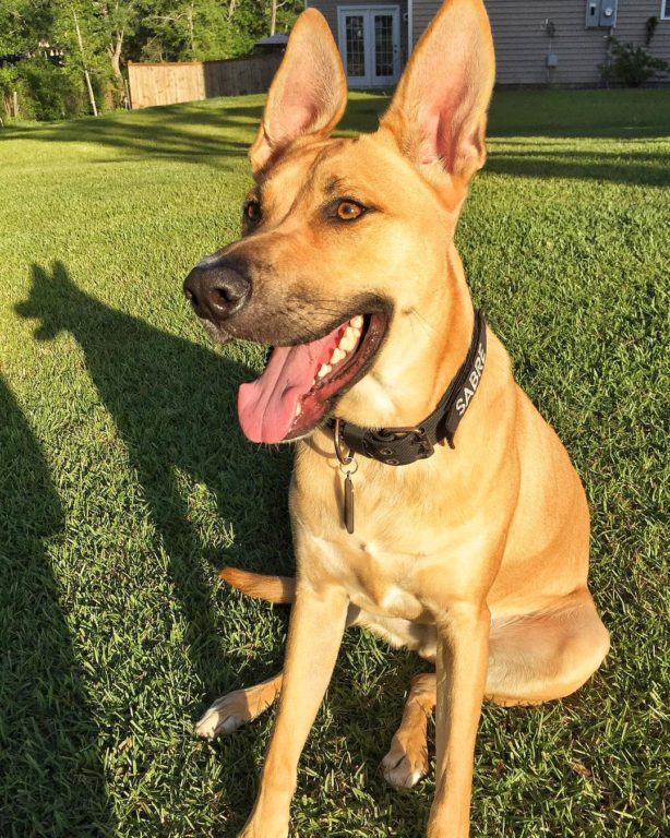 Belgian Malinois Mixes - 16 Crossbreeds To Check Out