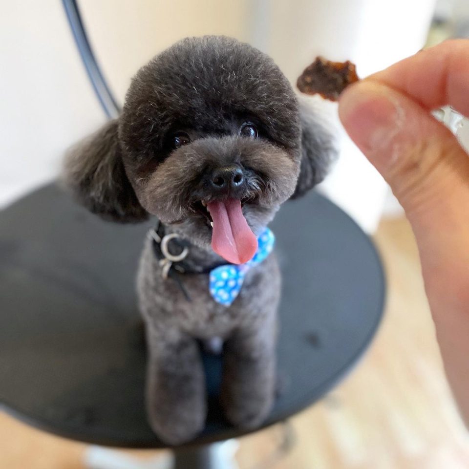 Blue Poodle: What's So Special About These Pooches?