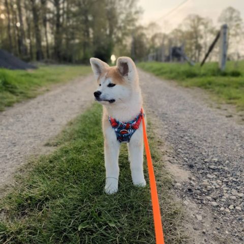 5+Akita Colors And Patterns: The Rainbow Of Choices