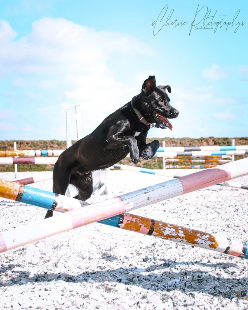 Belgian Malinois Mixes - 16 Crossbreeds To Check Out