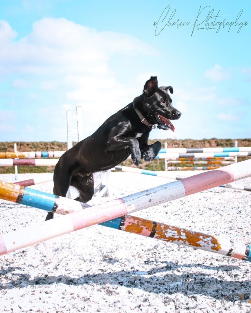 Belgian Malinois Mixes - 16 Crossbreeds To Check Out