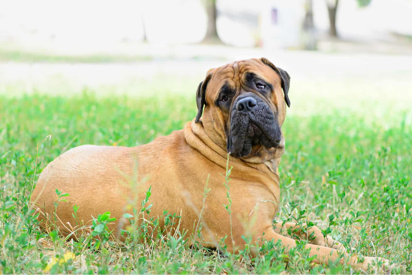 Bullmastiff Price: The Initial Puppy Cost And All Other Expenses