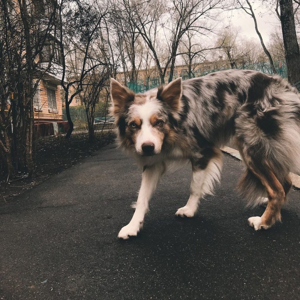 Border Collie Colors: A Guide To 10+ Colors And Markings