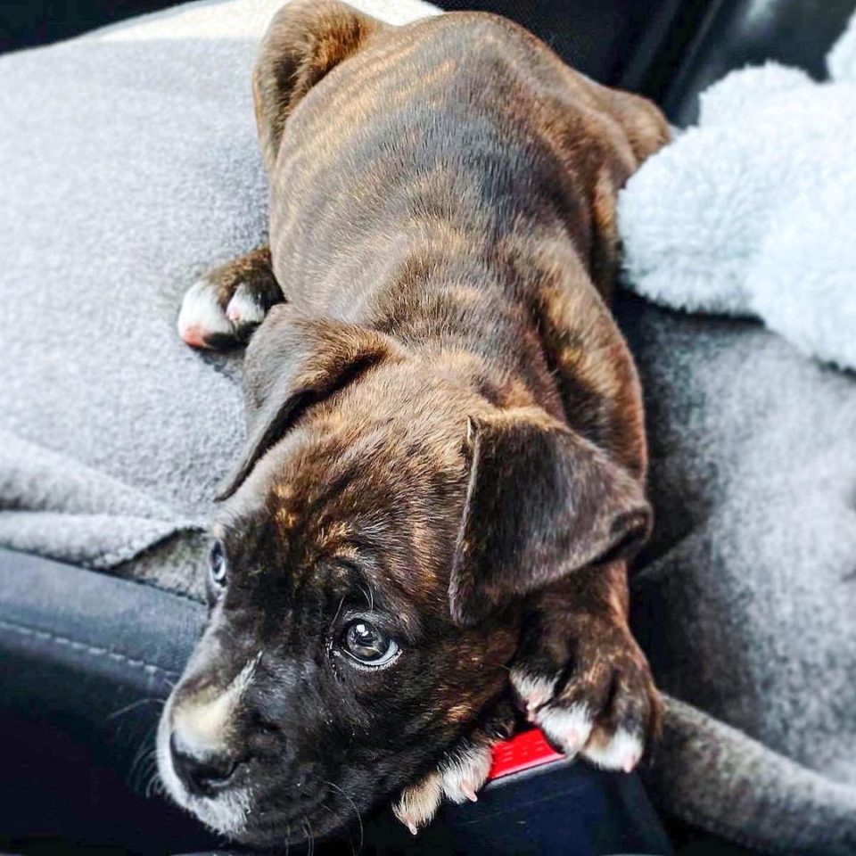 Cane Corso Boxer Mix - Is This Crossbreed Dangerous?