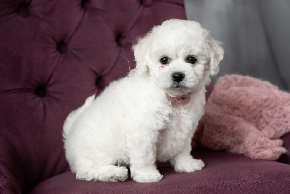 4 Bichon Frise Colors: White Is Actually Not The Only Option