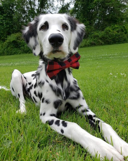 5+Dalmatian Colors: Do You Think You Know This Dog Breed?