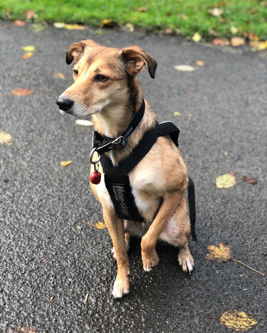 Belgian Malinois Mixes: The Best Hybrids This Breed Has To Offer