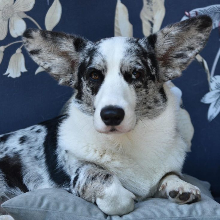 Corgi Colors: 10+ Beautiful Coat Colors And Markings