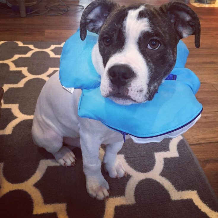 OEB Pitbull Mix: The Best Guide To Care, Grooming, And Health