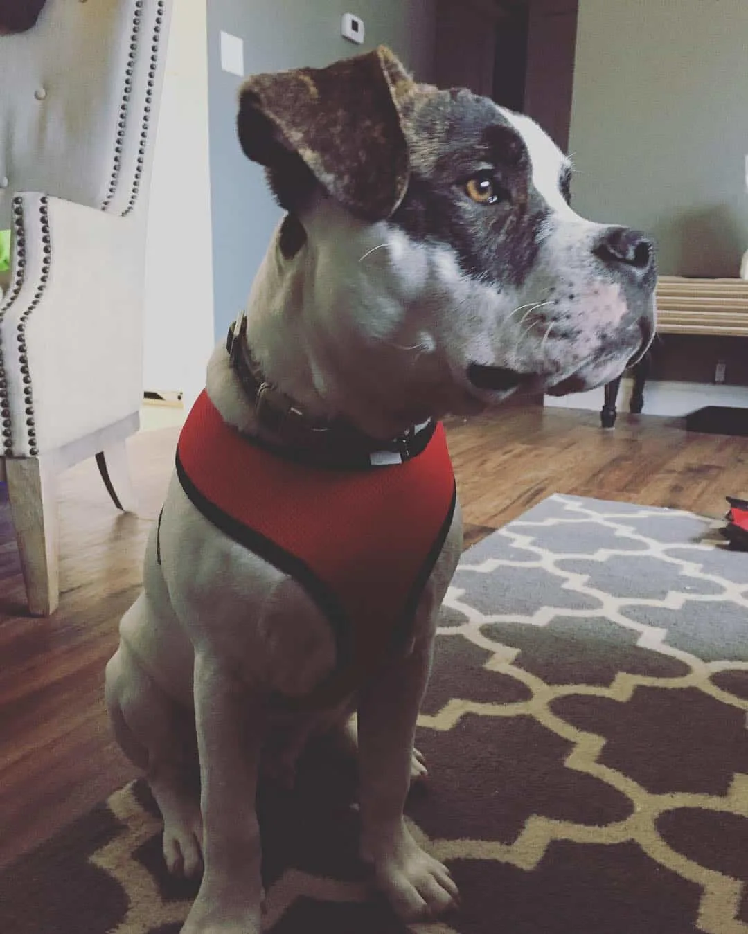 OEB Pitbull Mix: The Best Guide To Care, Grooming, And Health