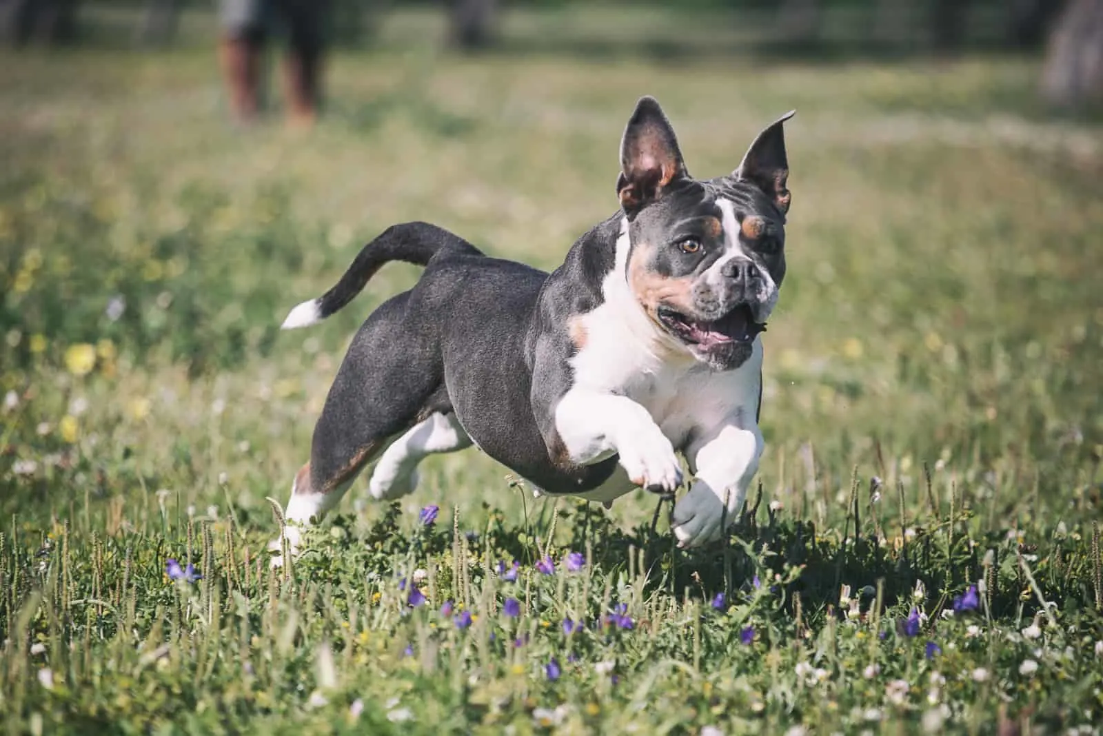 OEB Pitbull Mix: The Best Guide To Care, Grooming, And Health