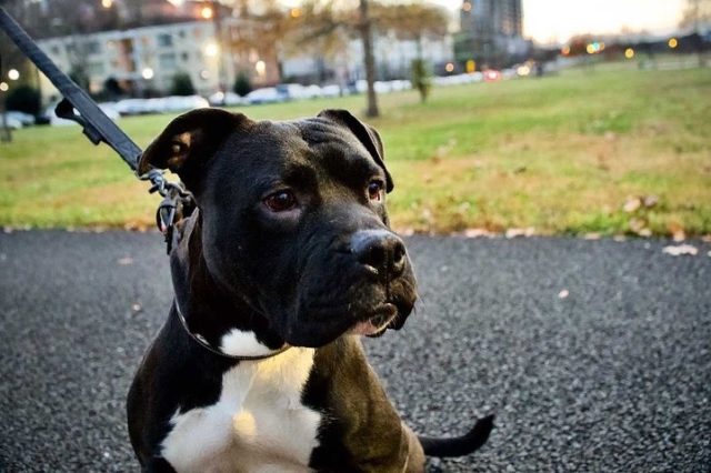 OEB Pitbull Mix: The Best Guide To Care, Grooming, And Health