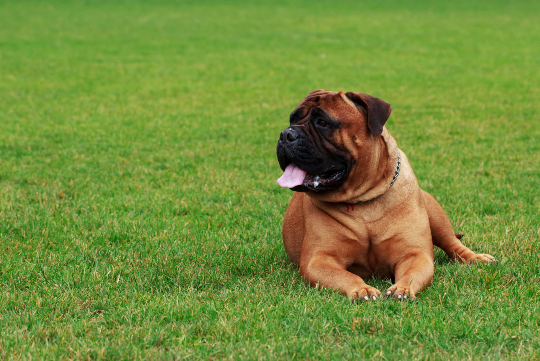 Bullmastiff Colors: A Handy Guide To 5+ Colors & Markings
