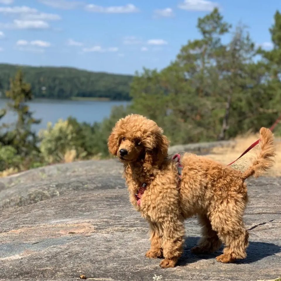 The Red Poodle: Here's Why People Are Crazy About Them