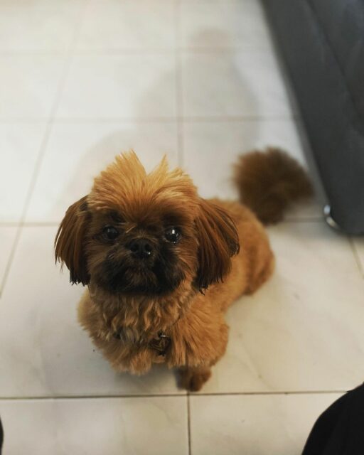 Red Shih Tzu - The Guide To This Unique Shih Tzu Color