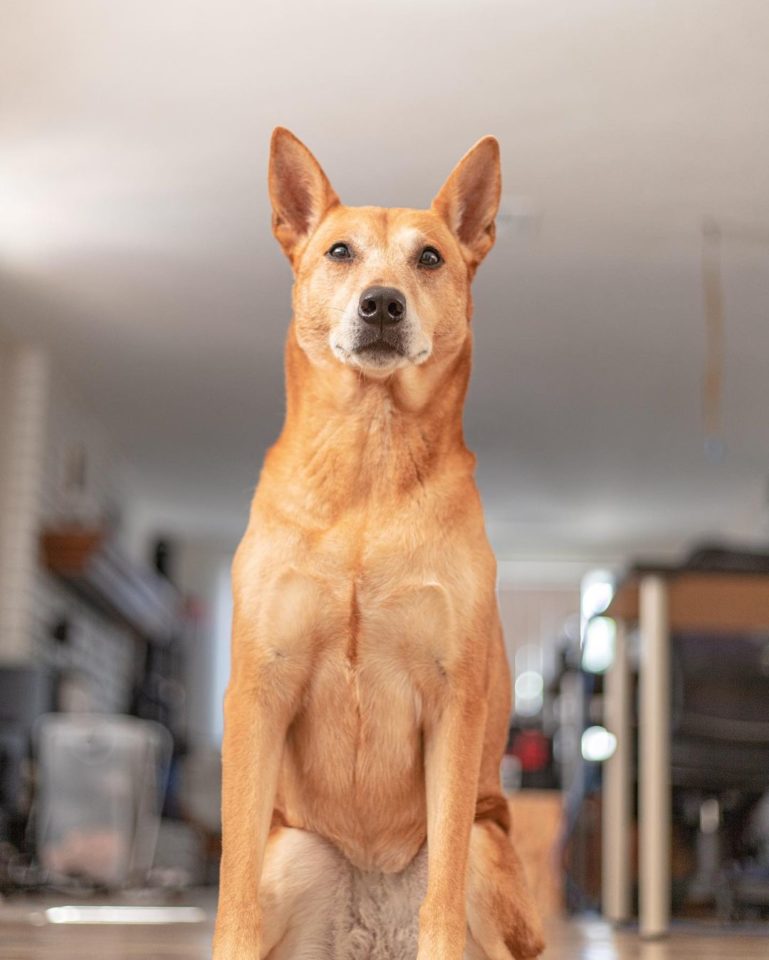 Shiba Inu German Shepherd Mix: Everything You Need To Know