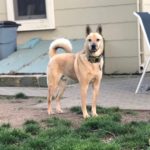 Shiba Inu German Shepherd Mix: Everything You Need To Know