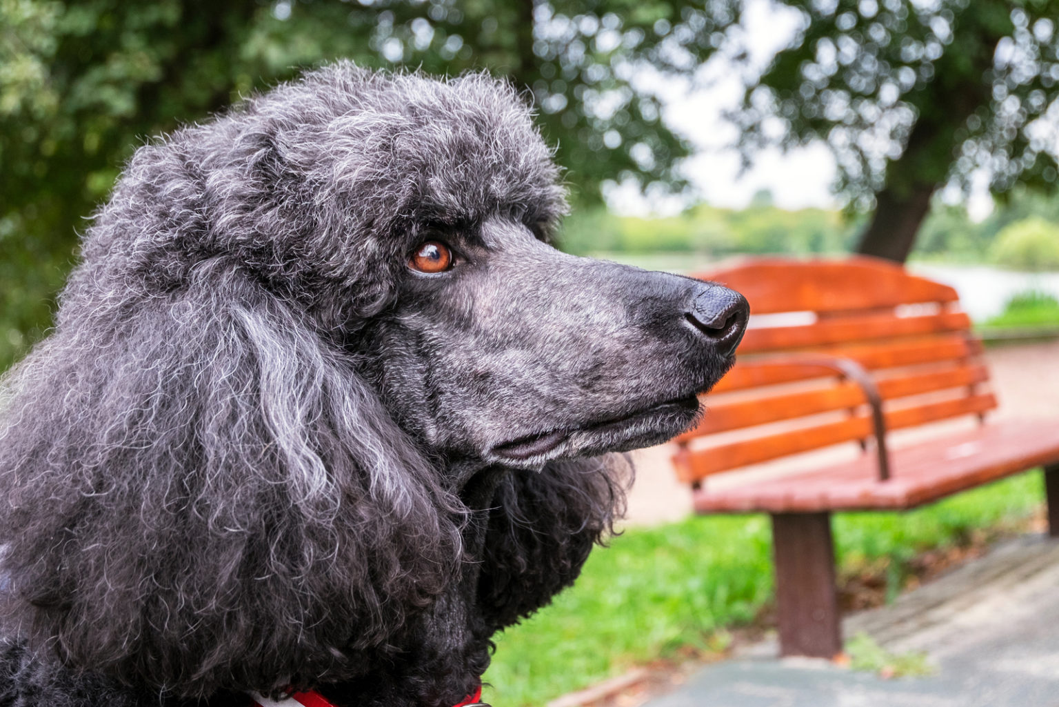 Blue Poodle: What's So Special About These Pooches?