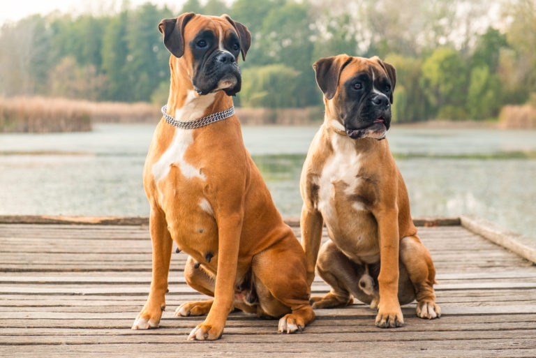 Cane Corso Boxer Mix: Everything We Know About It