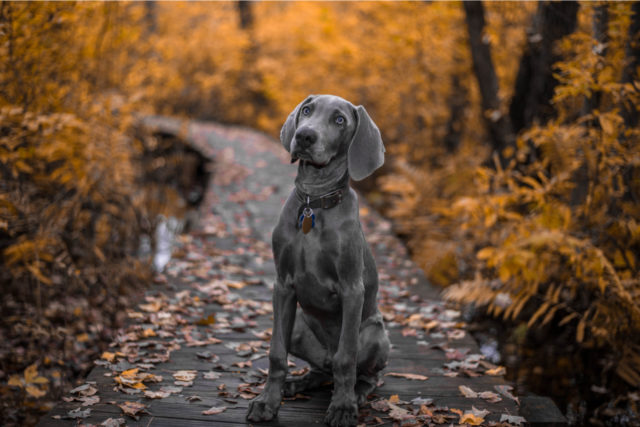 5 Weimaraner Colors: Introducing You To The Gray Ghost