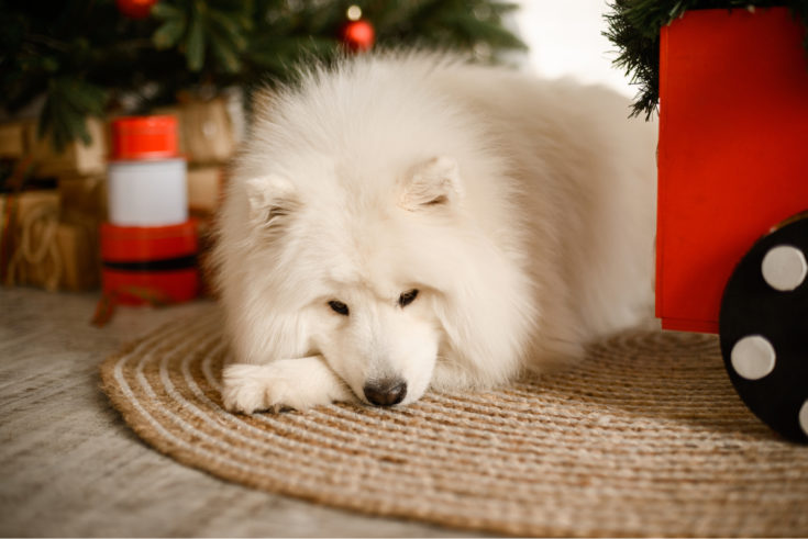 Samoyed Colors: A Complete Guide For Samoyed Lovers!