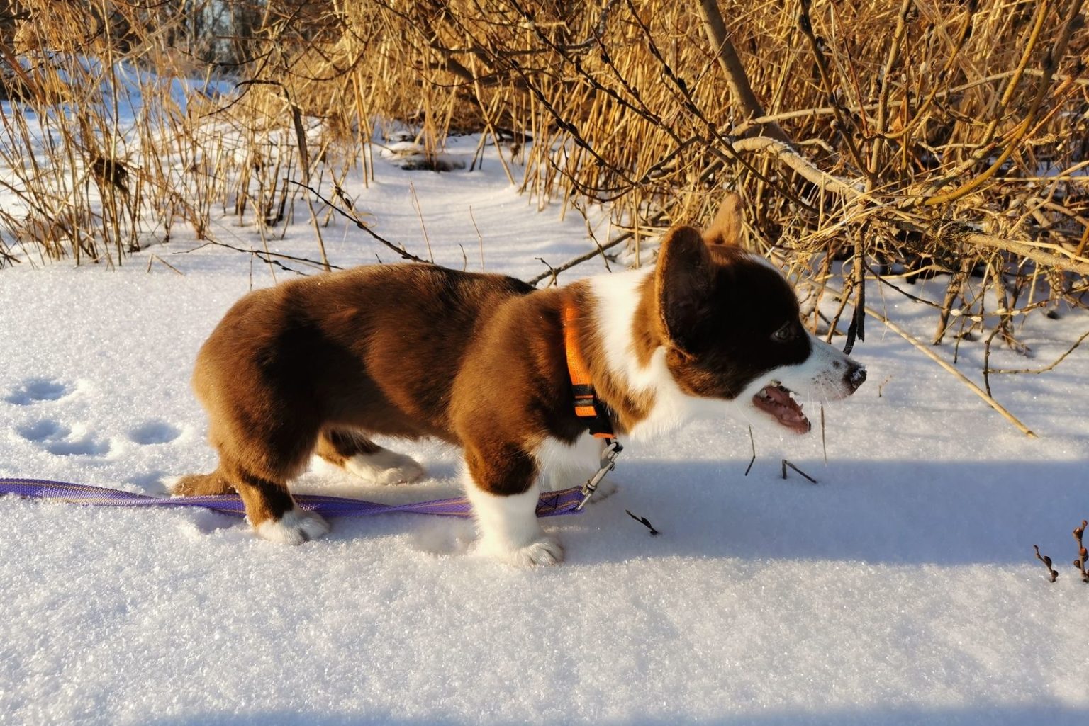 German Shepherd Corgi Mix: A Guide To The Corman Shepherd