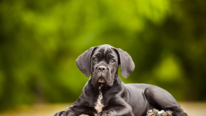 5 Best Cane Corso Rescues for Adoption