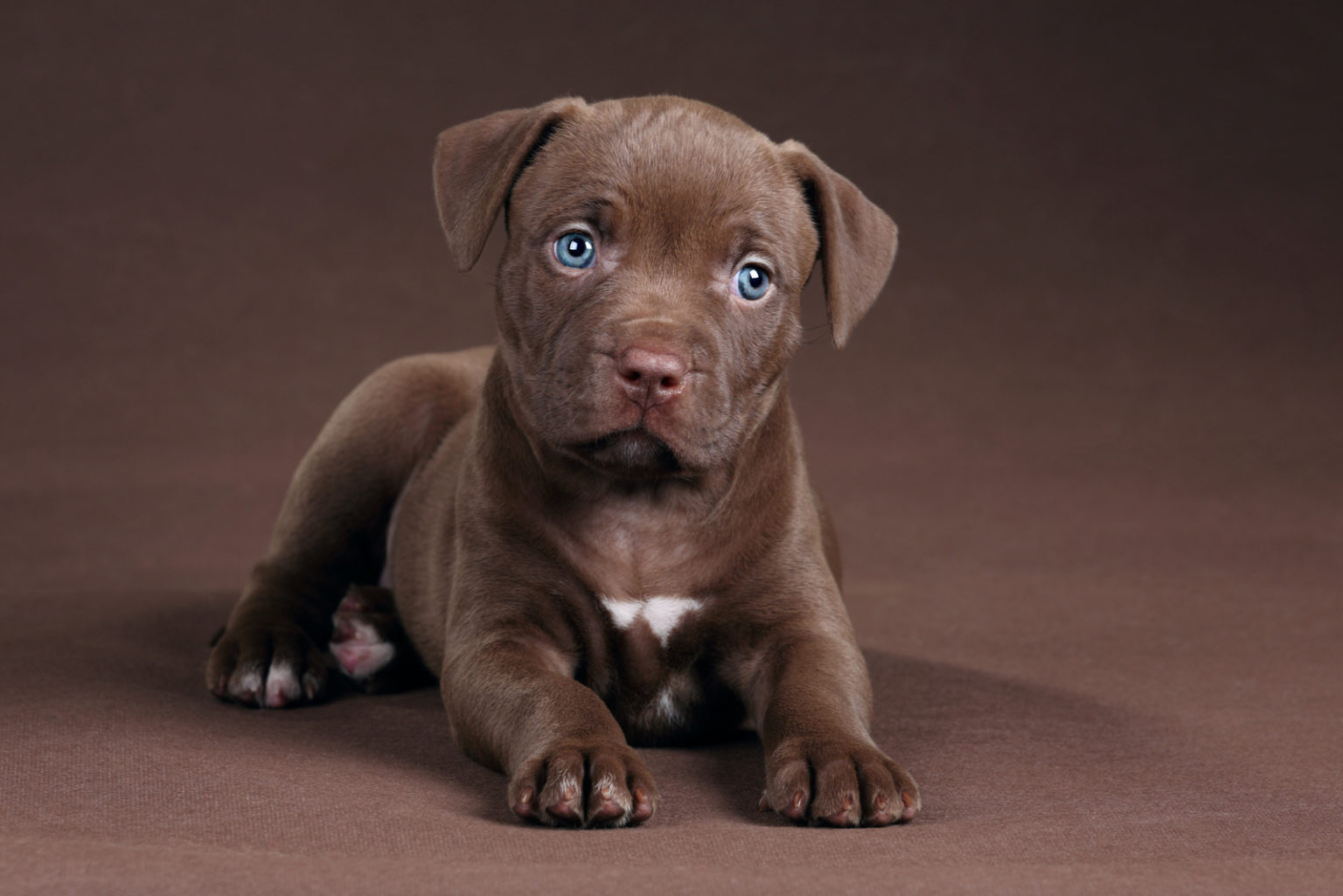 Best Pitbull Breeders In The US: Where To Find Pitbull Puppies For Sale