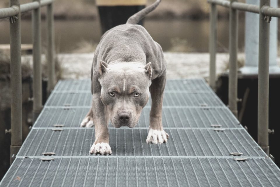 Corgi Pitbull Mix: Is This The Best Dog For Your Family?