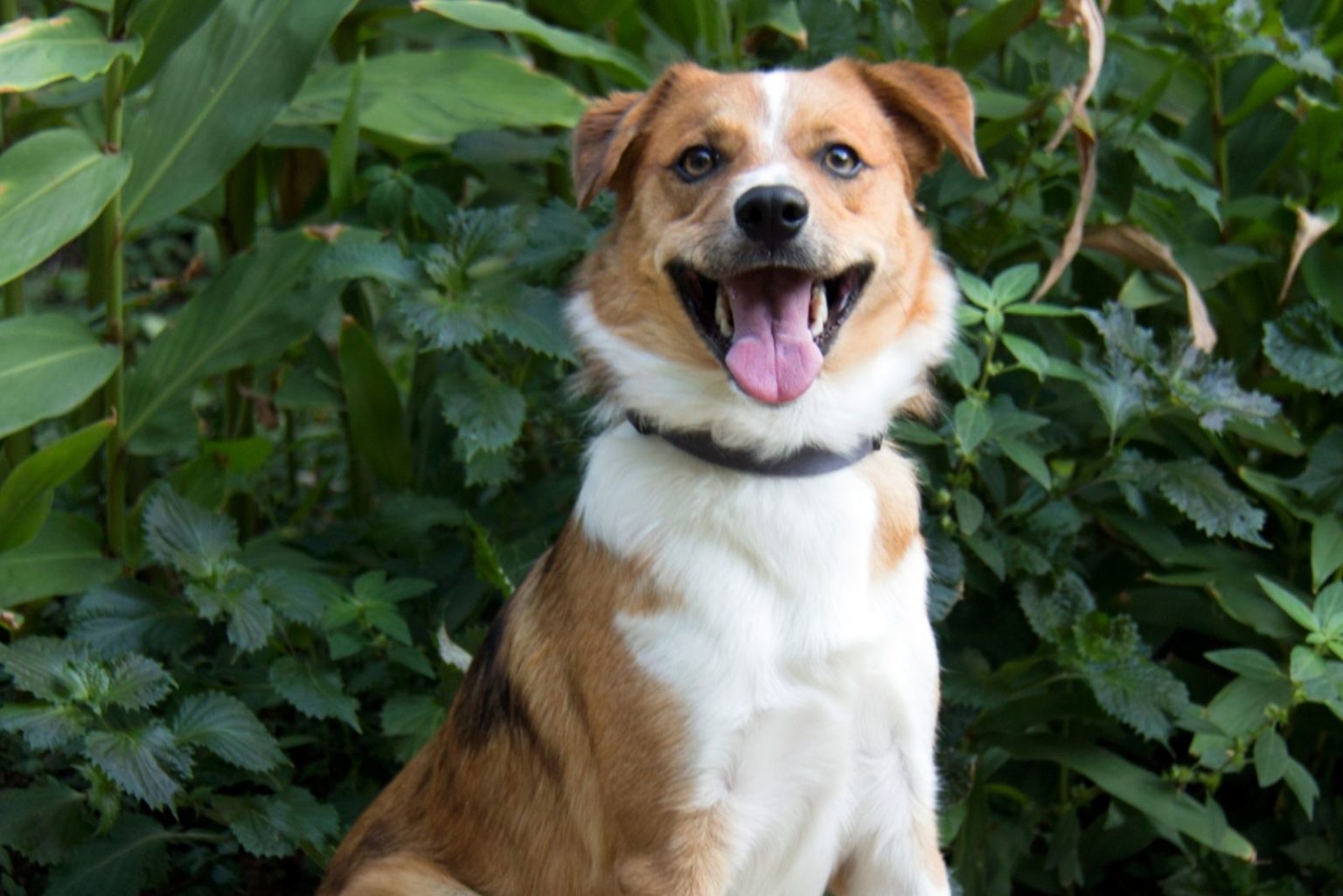 Corgi Border Collie Mix: World, Meet The Borgi